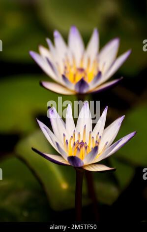 Blossoming lotus flowers Stock Photo - Alamy