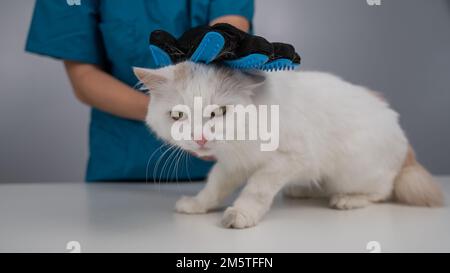 The veterinarian combs out a white fluffy cat with a special glove ...
