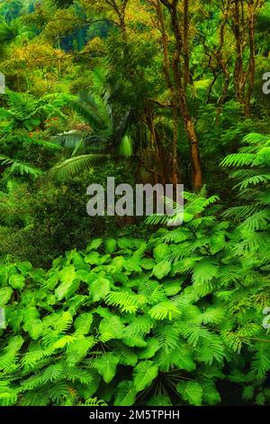 The Tree - token of a type. Tree - universal plant in all types and ...