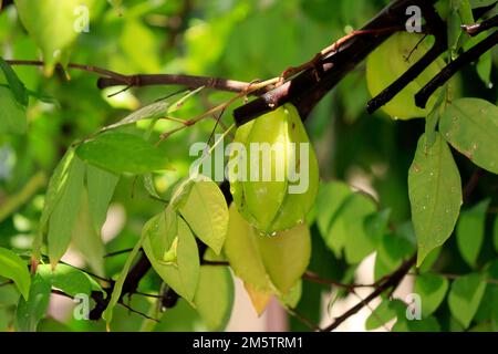 A small tropical tree that grows slowly. from Southeast Asia A tropical ...