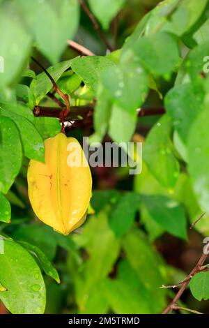 A small tropical tree that grows slowly. from Southeast Asia A tropical ...
