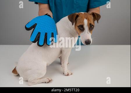 Veterinarian combing a Jack Russell Terrier dog with a special glove ...