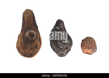 avocado dry isolated on white background Stock Photo - Alamy
