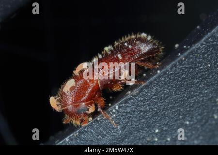 Detail shot of a bark beetle. A beetle covered with parasitic mites ...
