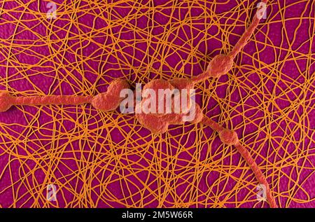 Synapse in epilepsy. Illustration of a nerve cell junction (synapse ...