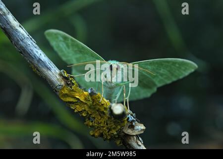 Natural nighttime frontal closeup on the Emerald geometer moth ...