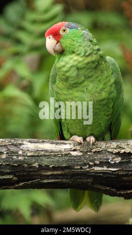 The red-crowned amazon (Amazona viridigenalis) is a highly social ...