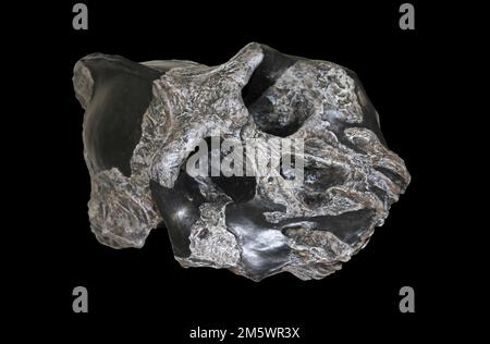 Australopithecus aethiopicus skull Stock Photo - Alamy