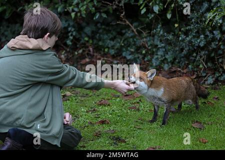 Boy feeding Fox (Vulpes vulpes) by hand Reigate Surrey UK GB December ...