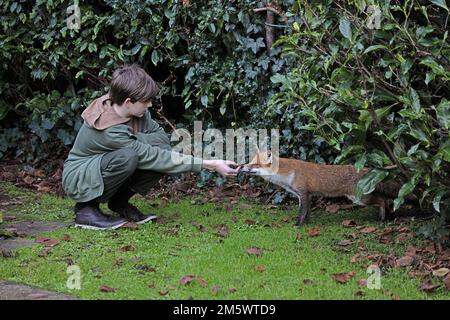 Boy feeding Fox (Vulpes vulpes) by hand Reigate Surrey UK GB December ...