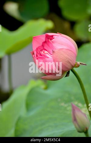 Blossoming waterlily flowers Stock Photo - Alamy