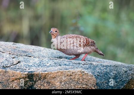 Grey francolin or Ortygornis pondicerianus observed in Hampi in India ...