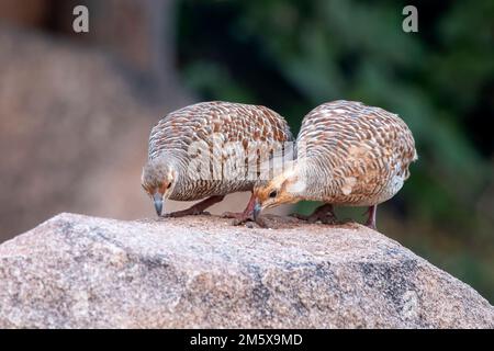 Grey francolin or Ortygornis pondicerianus observed in Hampi in India ...