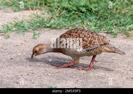 Grey francolin or Ortygornis pondicerianus observed in Hampi in India ...