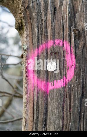 Numbered forestry metal tree tag on tree trunk & secured by a clout ...