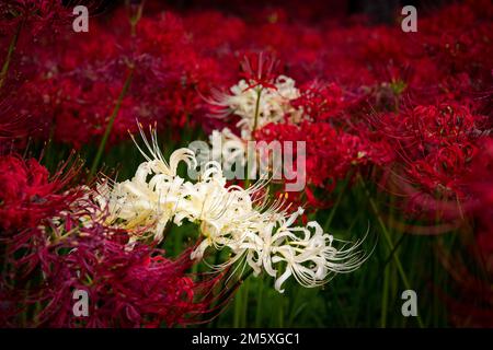 Red spider lilies are in full bloom along the banks of the Yakachi ...
