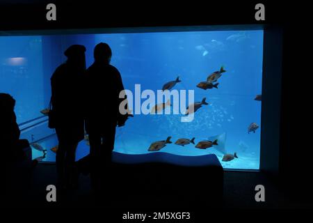 Osaka Aquarium Kaiyukan visitors seen looking at the massive tank ...
