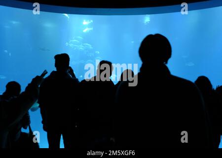Osaka Aquarium Kaiyukan visitors seen looking at the massive tank ...