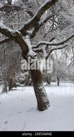Vertical shot of the trees on a snow covered hill with the mountains in ...