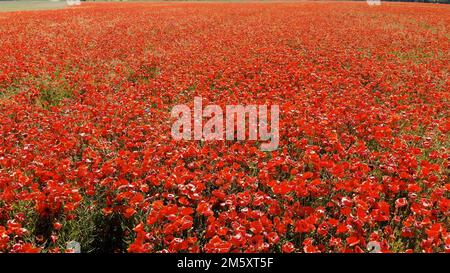 A red field of poppy flowers. Aerial view Stock Photo - Alamy