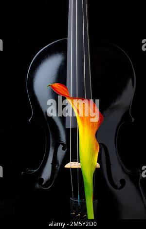 Calla lily With Violin Stock Photo - Alamy