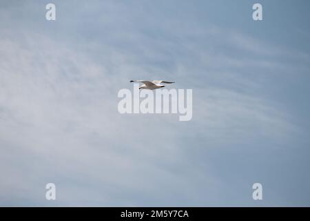 A closeup of a seagull flying high in the blue sky Stock Photo - Alamy
