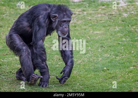Close up of a Chimpanzee walking upright across the ground Stock Photo ...