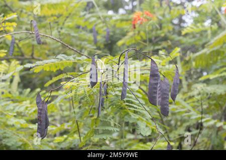 Caesalpinia pulcherrima - Pride of Barbados Stock Photo - Alamy