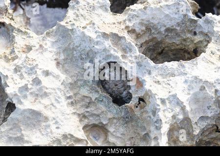 Chiton imbedded on limestone rock on the shore of Sombero Beach in ...