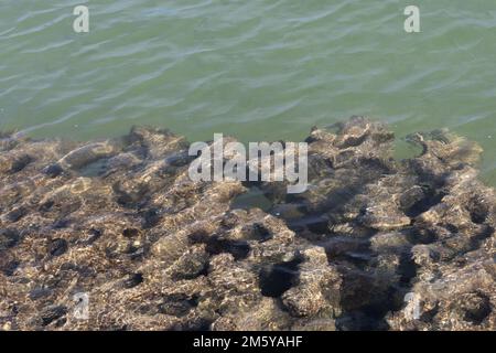 Limestone rock on the shore of Sombrero Beach in Marathon, Florida ...