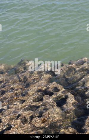 Limestone rock on the shore of Sombrero Beach in Marathon, Florida ...