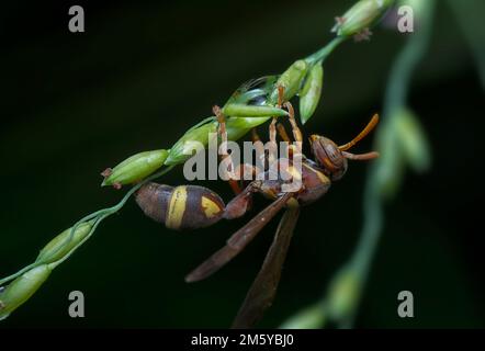 close up shot of paper wasp bee Stock Photo - Alamy