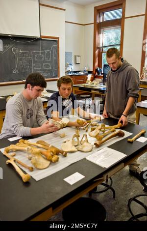 Students anthro lab U. of CO Boulder H Stock Photo - Alamy
