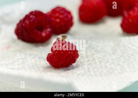 A tiny snail crawling over a raspberry Stock Photo - Alamy