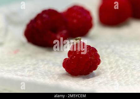 A tiny snail crawling over a raspberry Stock Photo - Alamy