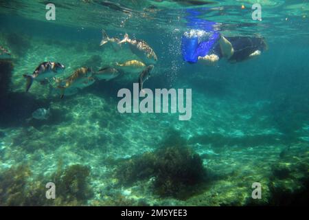 Curious Kyphosid fish underwater, Rottnest Island, Western Australia ...