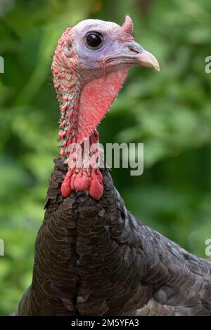 A wild turkey in Phillipston, Massachusetts Stock Photo - Alamy