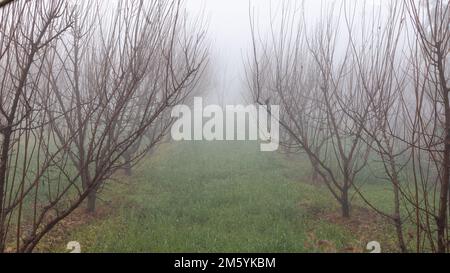 Thick fog early cloudy winter morning. Snowy landscape in the season of ...