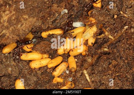 Red ponerine ant colony (Austroponera sp Stock Photo - Alamy