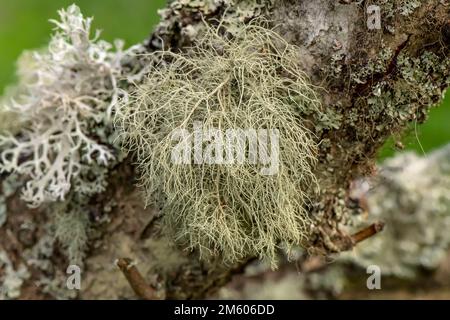 fruticose Lichens on a tree branch Stock Photo - Alamy