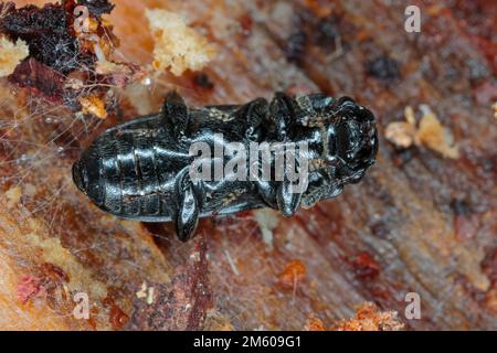 European bark beetle predator, Picnic beetle, Beer bug (Glischrochilus ...