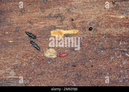 Springtails and thrips, black adults and red nymphs feeding on the ...