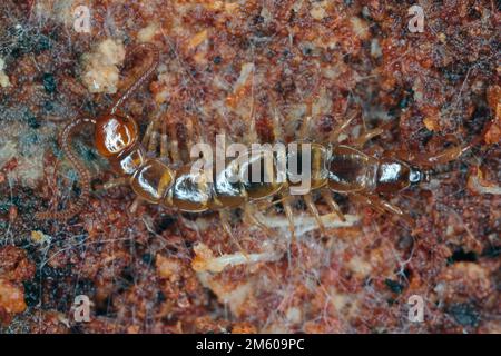 Centipede, Lithobiidae on wood, macro photo Stock Photo - Alamy