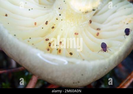 Linopode - linopodes motatorius, a really small creature of mites can ...