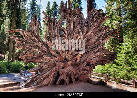 The Fallen Monarch. A giant fallen Sequoia tree (Sequoiadendron ...