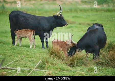 Aurochs (Bos primigenius) mother with her calf on a meadow, Bavaria ...