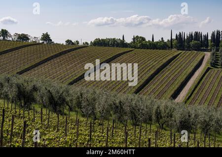Vineyards near Castello di Ama, Chianti region, Tuscany, Italy Stock ...