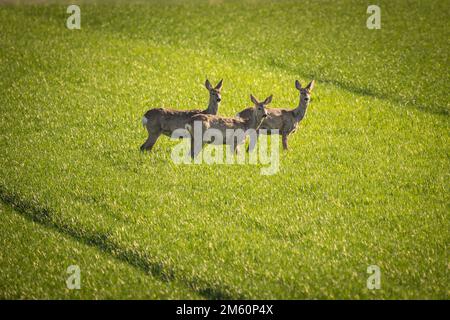Roe Deer male in Austrian fields Stock Photo - Alamy