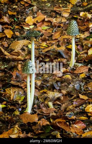 The inky mushrooms growing on the ground in the forest Stock Photo - Alamy