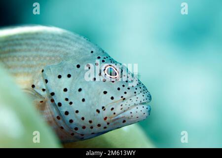 Freckled hawkfish aka black-sided hawkfish Paracirrhites forsteri ...